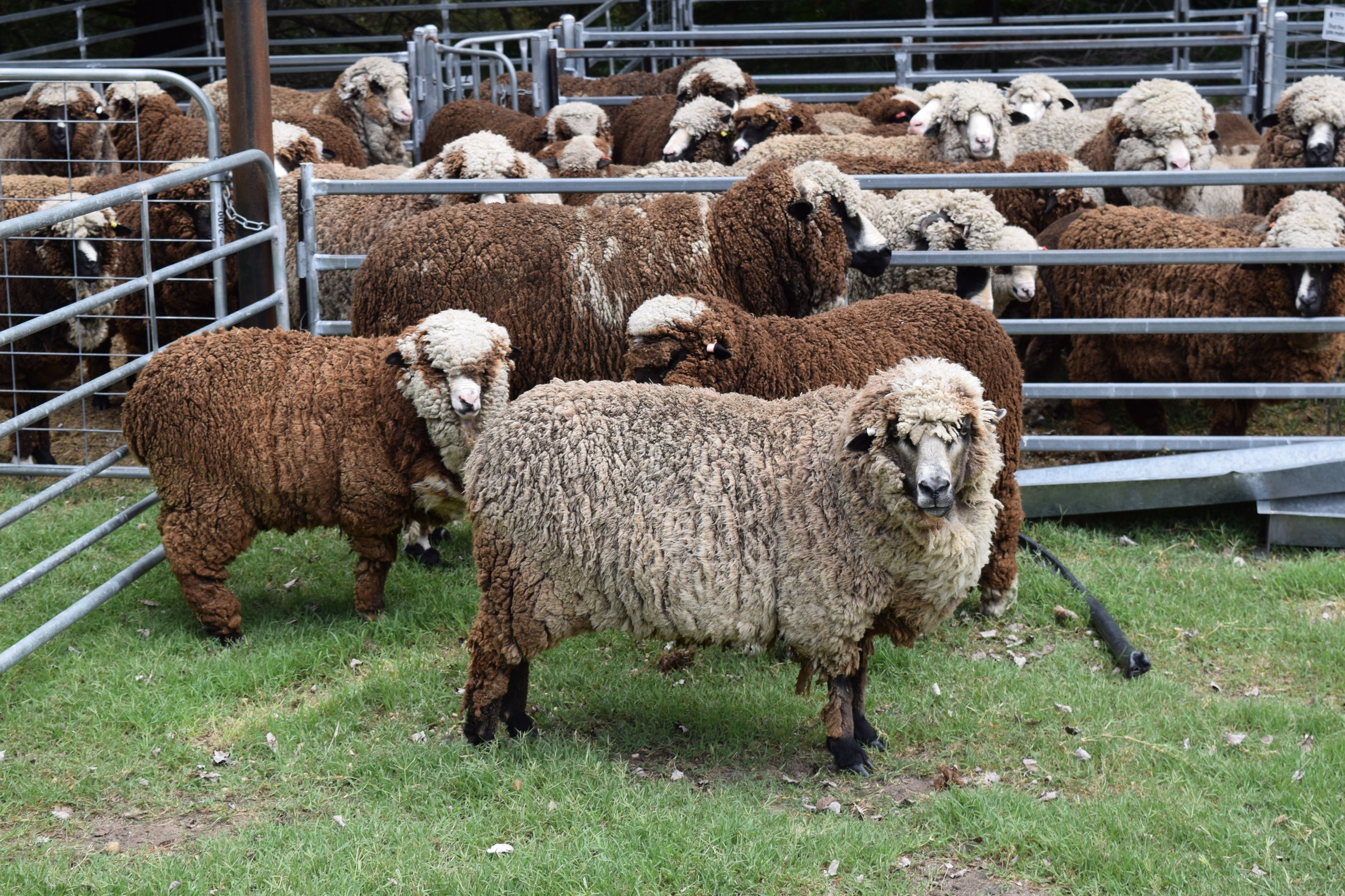 Home | The Shepherd's Choice
